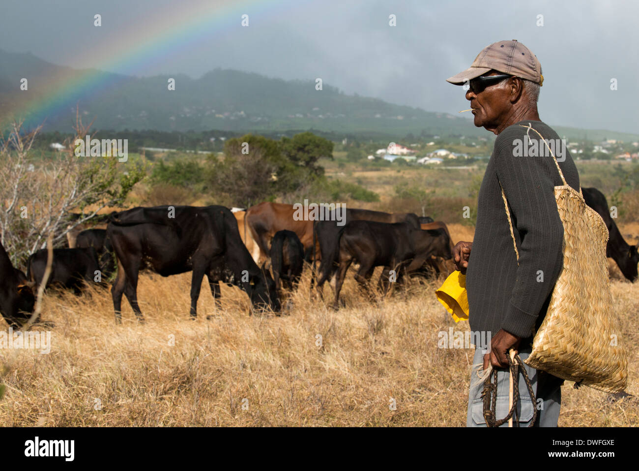 Sunset with rainbow background. A cowboy care of his cows. In Réunion ...