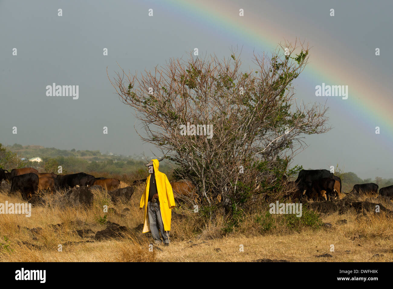 Sunset with rainbow background. A cowboy care of his cows. In Réunion ...