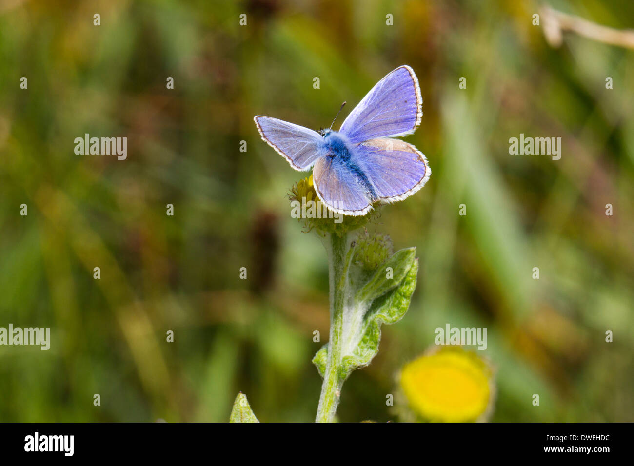 Very common british butterfly hi-res stock photography and images - Alamy
