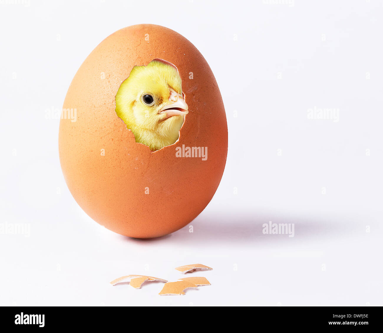 Born chicken hi-res stock photography and images - Alamy