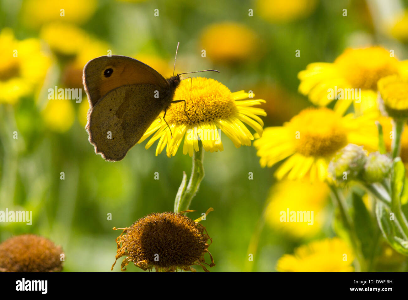 Wildflower meadow uk insects hi-res stock photography and images - Alamy