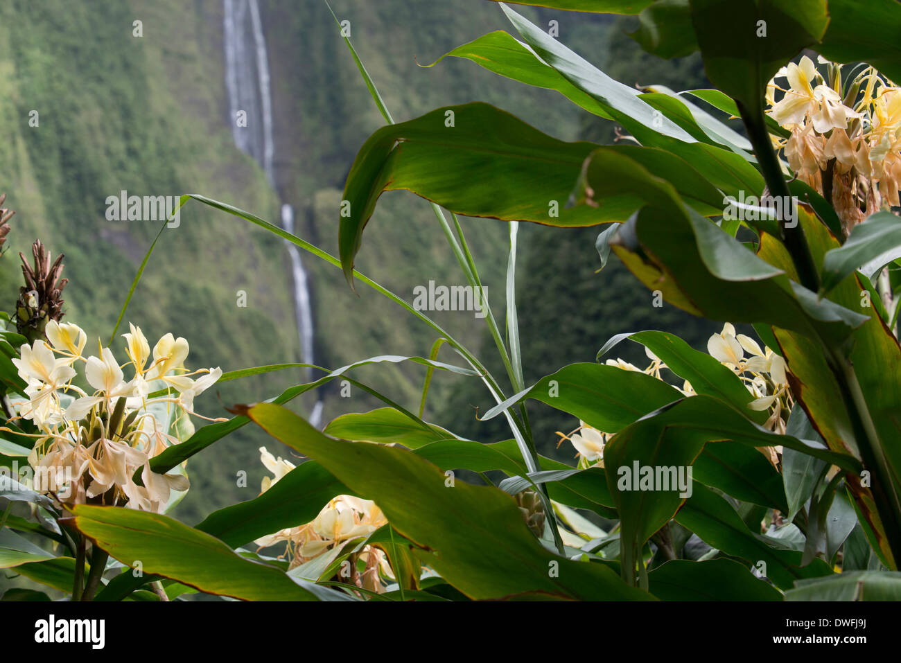 BLANCHE CASCADE, the most famous waterfall in Reunion Island .. This ...