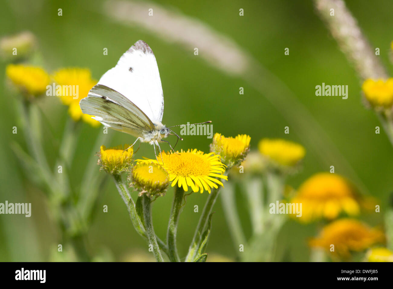 White british butterfly hi-res stock photography and images - Alamy