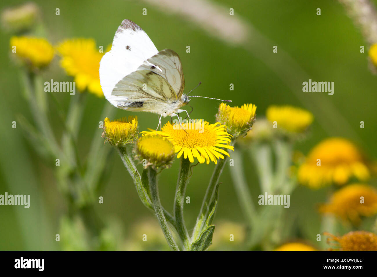 Uk white butterfly hi-res stock photography and images - Alamy