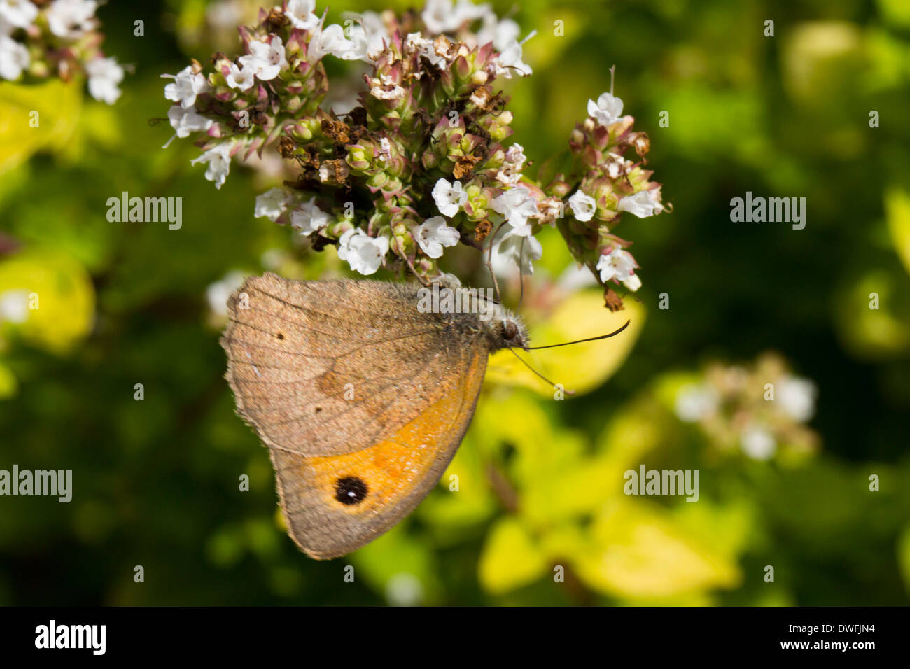 Wildflower Meadow Uk Insects High Resolution Stock Photography and ...