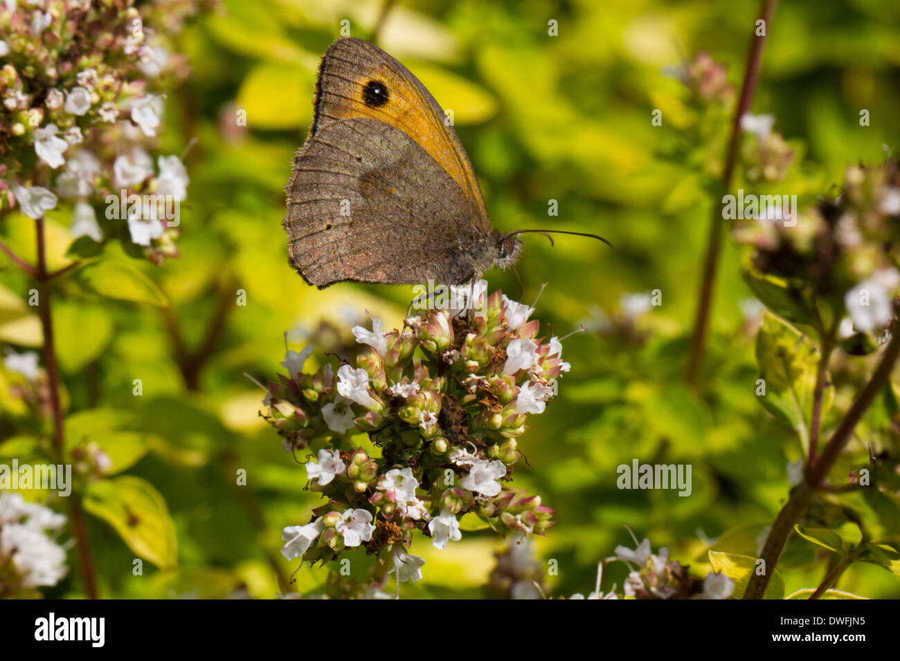 Wildflower meadow uk insects hi-res stock photography and images - Alamy