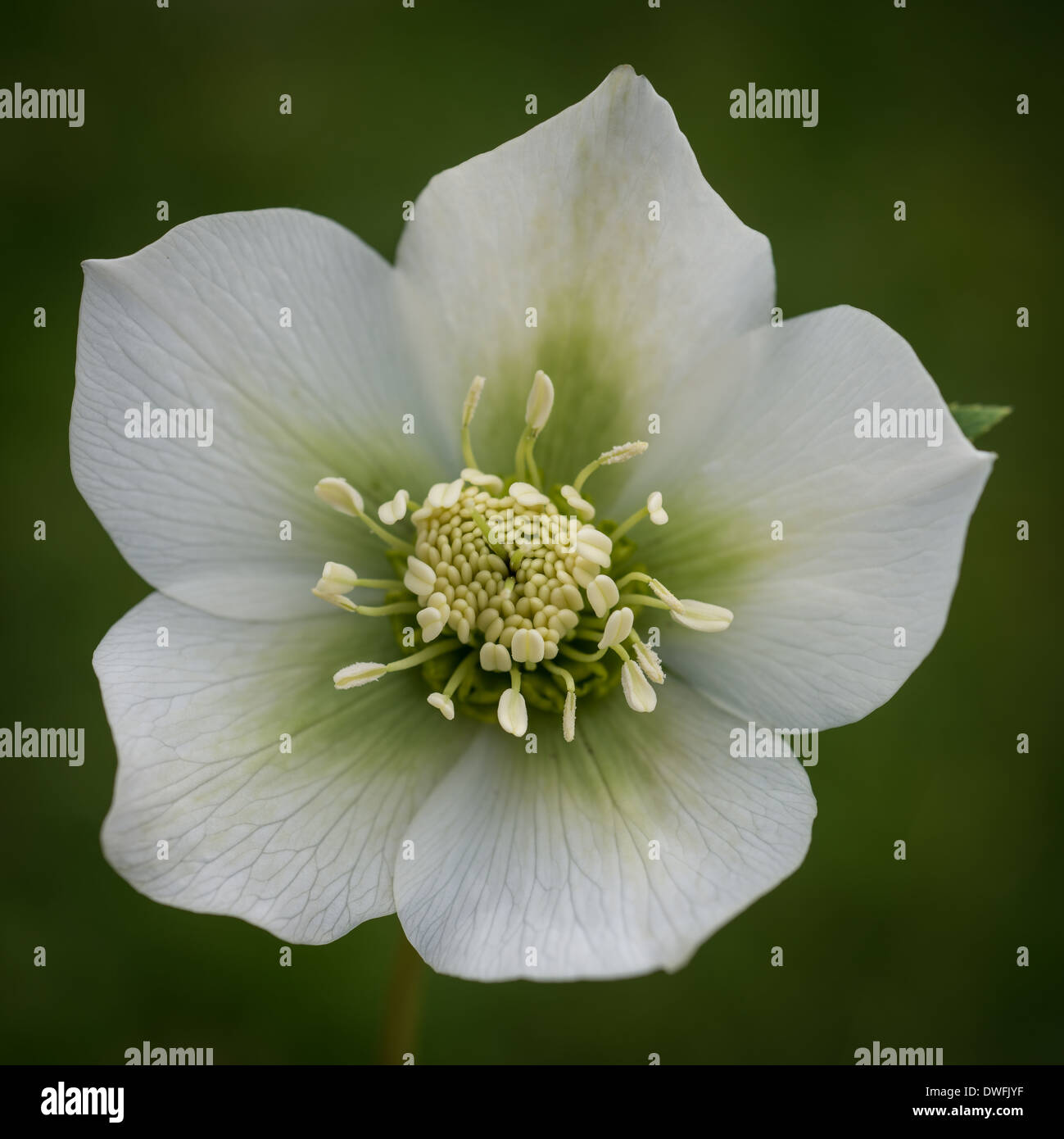 Christmas Rose flower head Stock Photo - Alamy