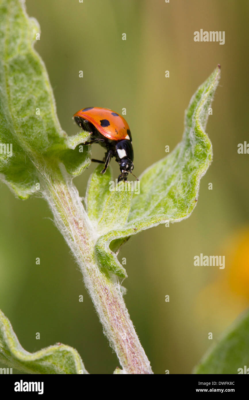 Seven spot ladybird seven spotted ladybug hi-res stock photography and ...