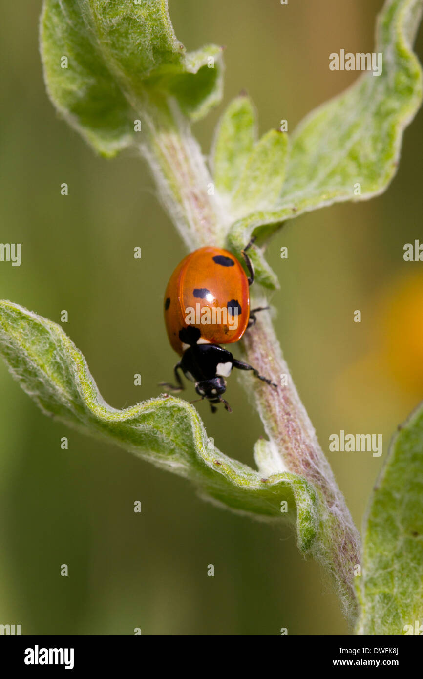 Most Common British Ladybird High Resolution Stock Photography and ...