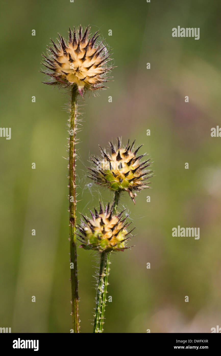 Thistle seed head Stock Photo - Alamy