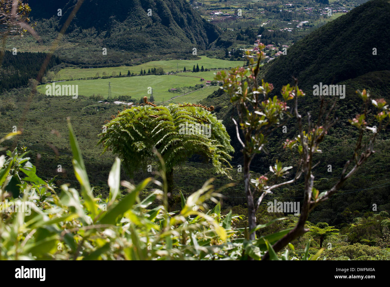 Vegetation in the approach to the volcano Piton de la Fournaise volcano ...