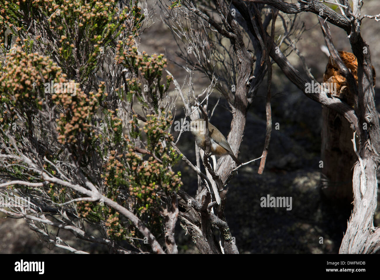 One bird over a tree in the lava of volcano Piton de la Fournaise. It ...