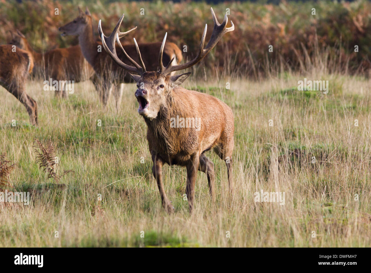 Red Deer during the rut, Richmond Park. October Stock Photo - Alamy