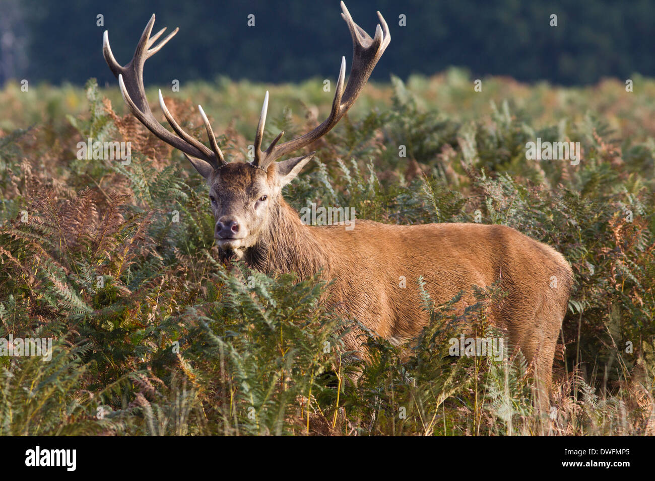 Red Deer during the rut, Richmond Park. October Stock Photo - Alamy