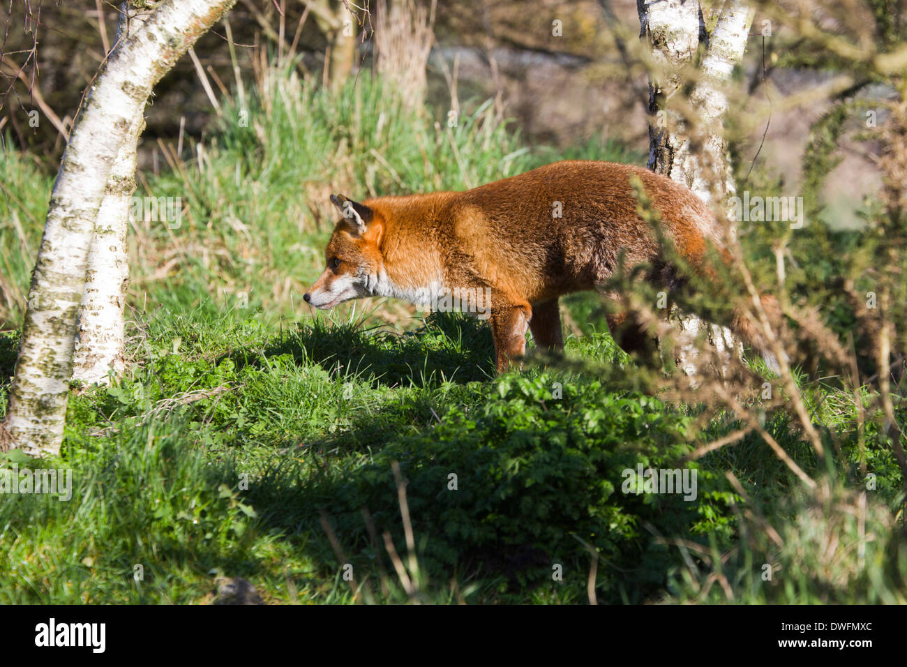 British wildlife february hi-res stock photography and images - Alamy