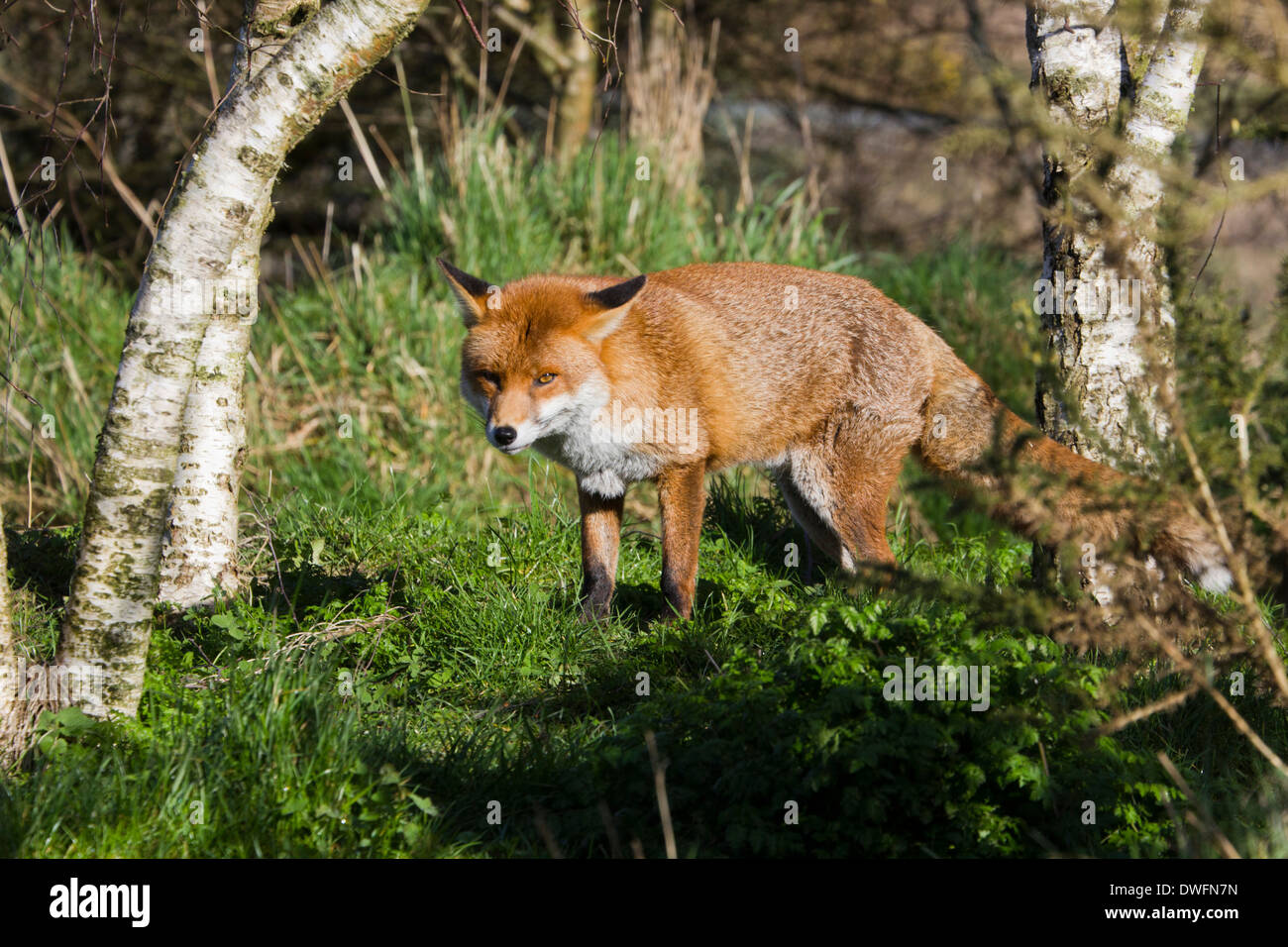 European Red Fox in the UK. February Stock Photo - Alamy
