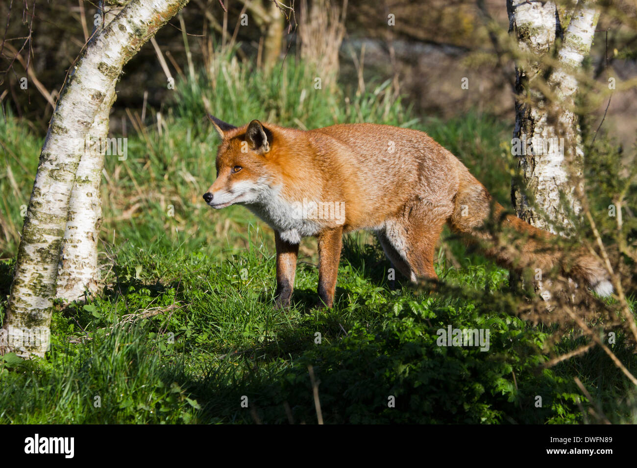 Urban red foxes scavenging hi-res stock photography and images - Alamy