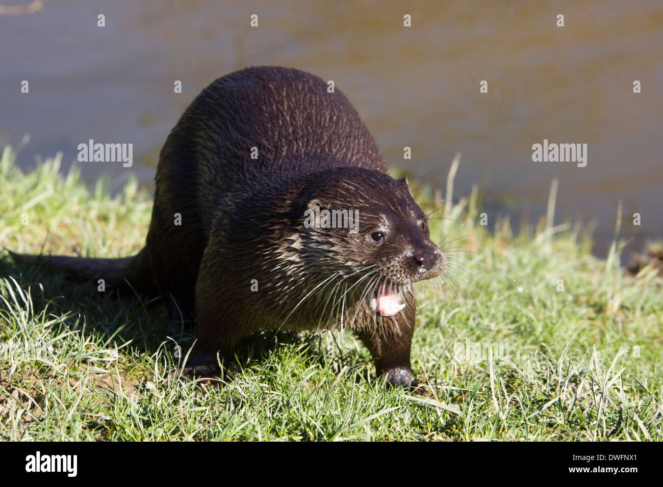 Freshwater otters hi-res stock photography and images - Alamy