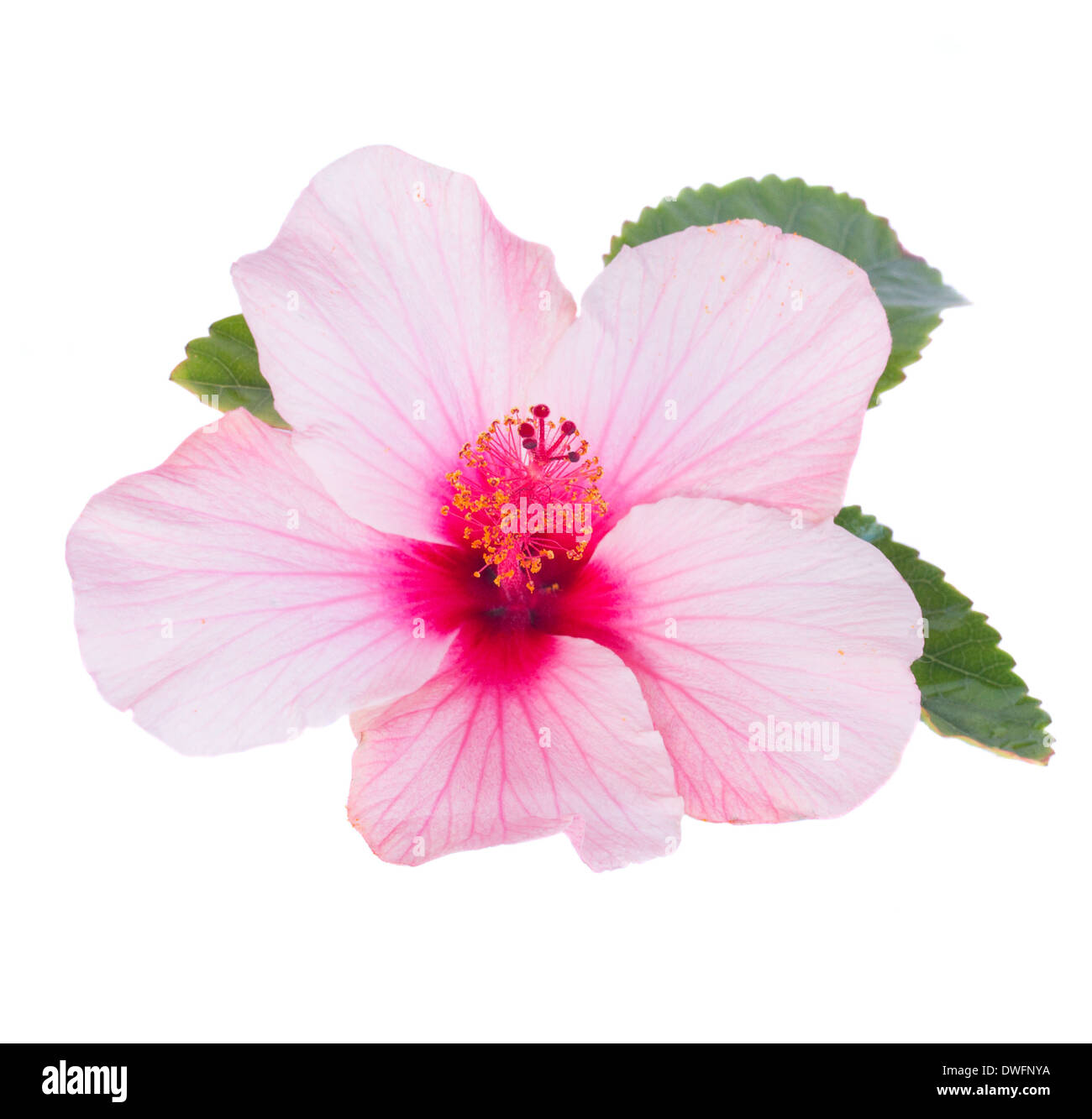 one pink hibiscus flower Stock Photo - Alamy