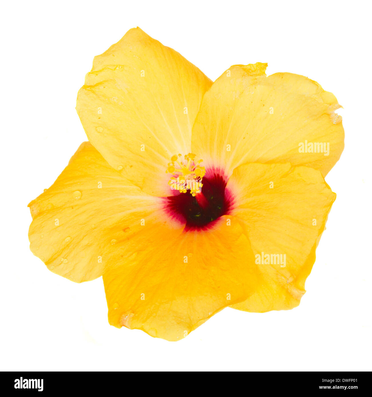 one yellow hibiscus flower Stock Photo - Alamy