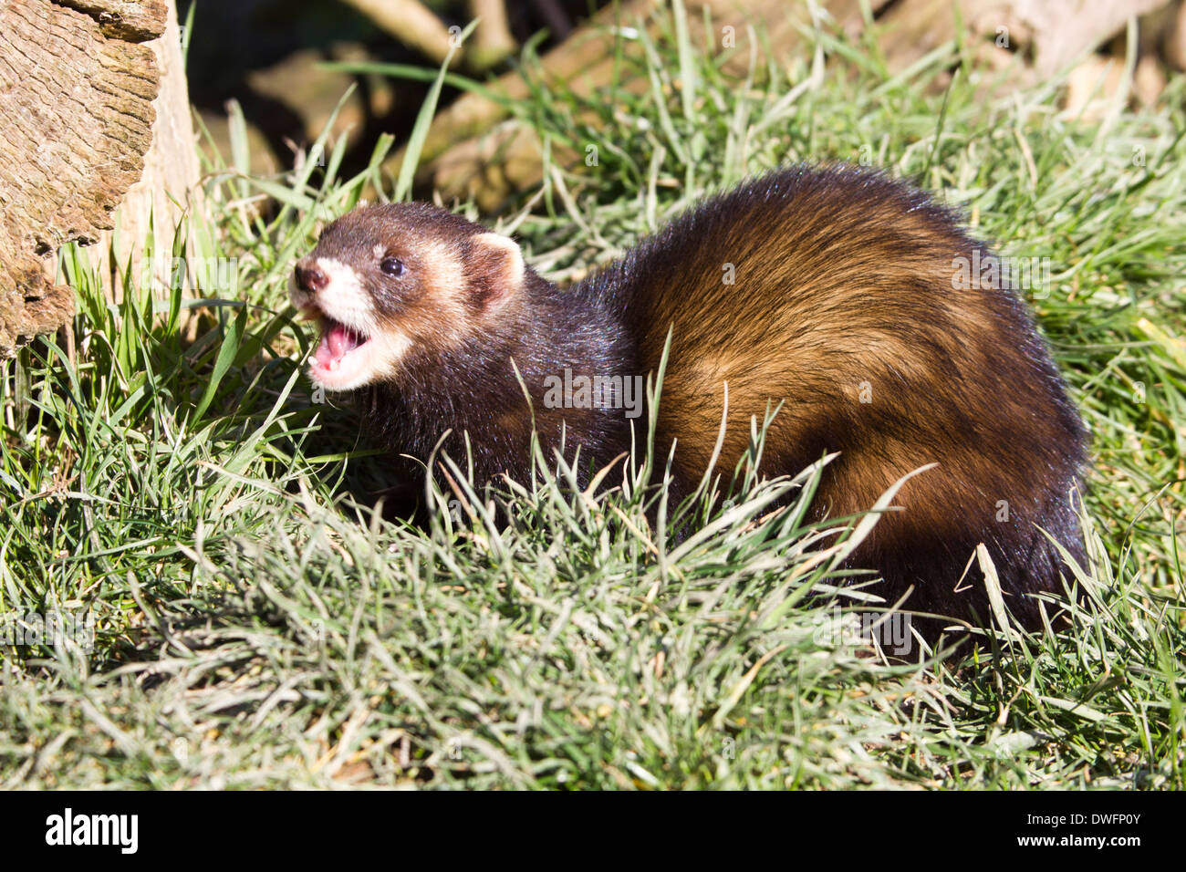 Uk black polecat hi-res stock photography and images - Alamy