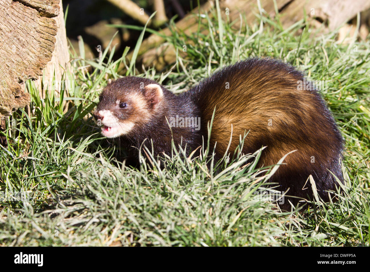 Polecats black hi-res stock photography and images - Alamy