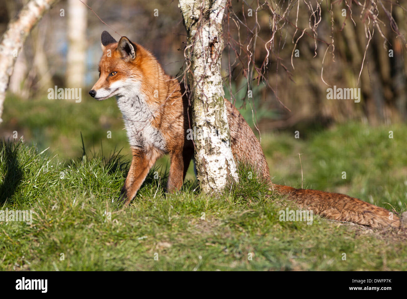 European Red Fox in the UK. February Stock Photo - Alamy