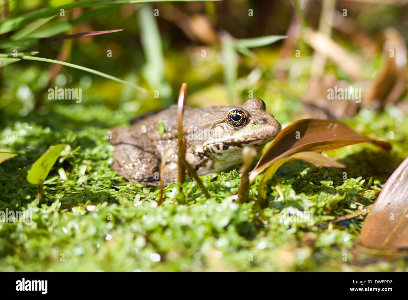 British frogs hi-res stock photography and images - Alamy