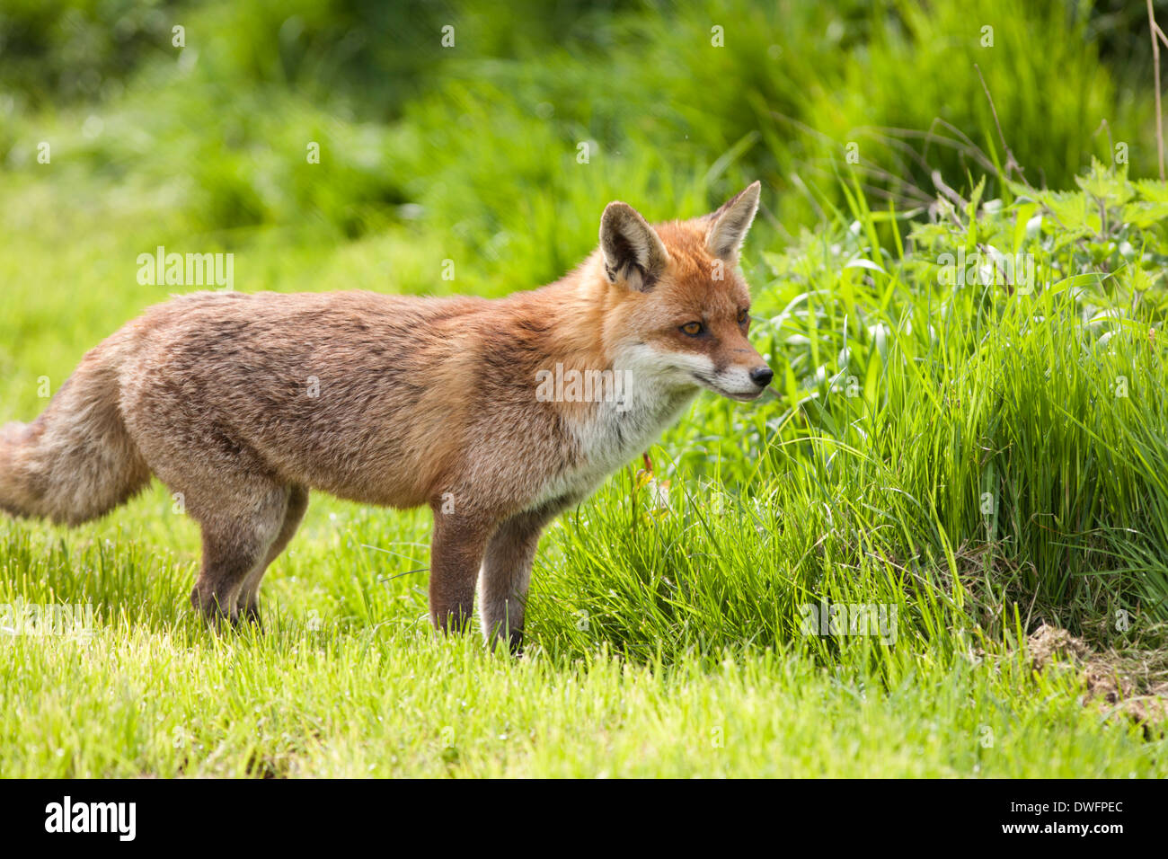 Red fox in woods hi-res stock photography and images - Alamy