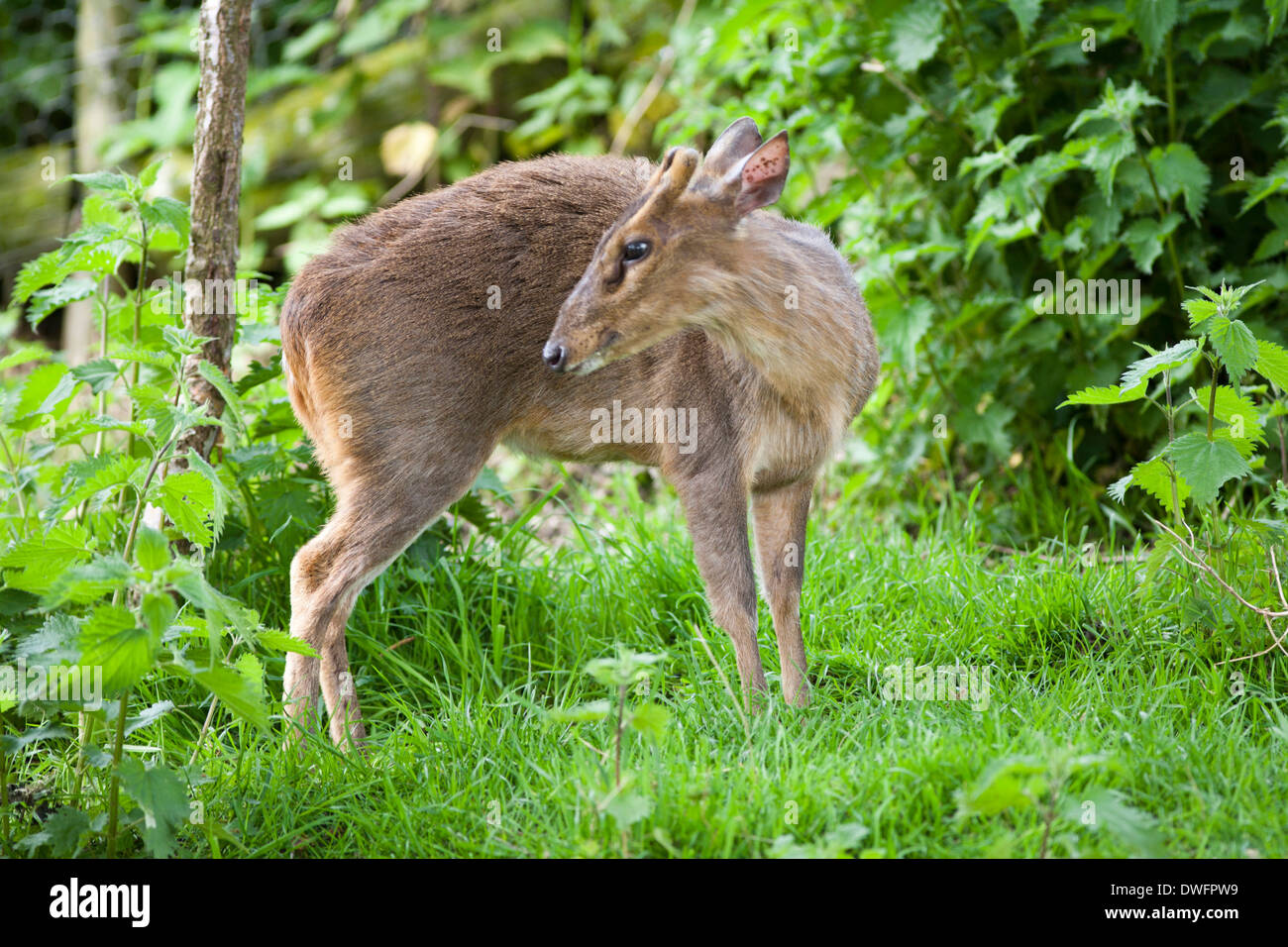 Oldest tree uk hi-res stock photography and images - Alamy