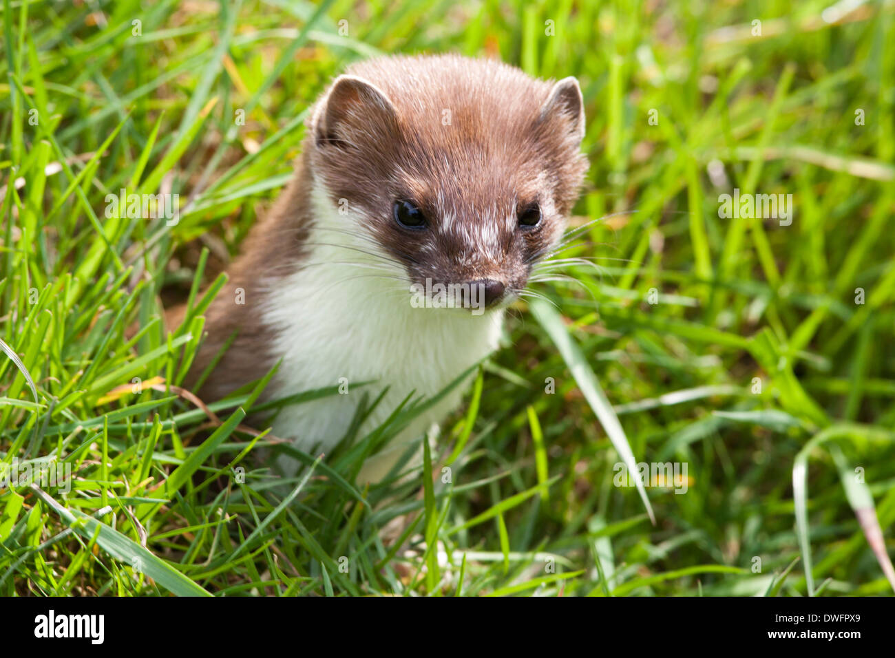 Stoats and weasels hi-res stock photography and images - Alamy