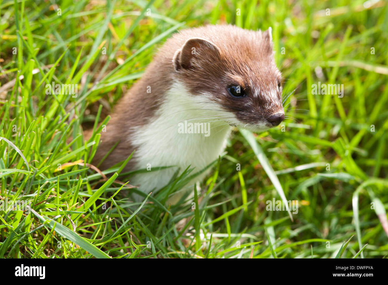 Stoat (mustela erminea) UK Stock Photo - Alamy