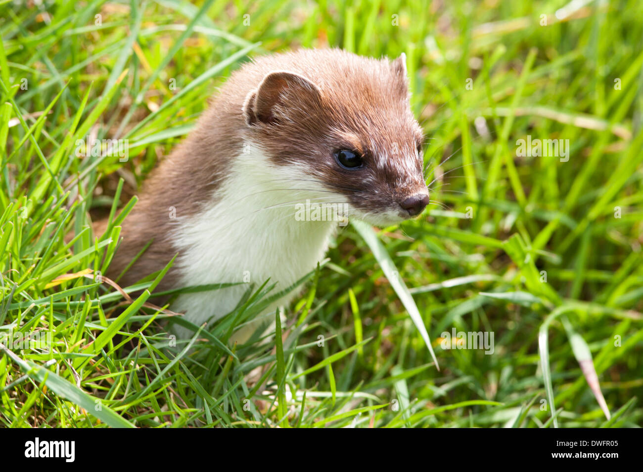 Stoats and weasels hi-res stock photography and images - Alamy