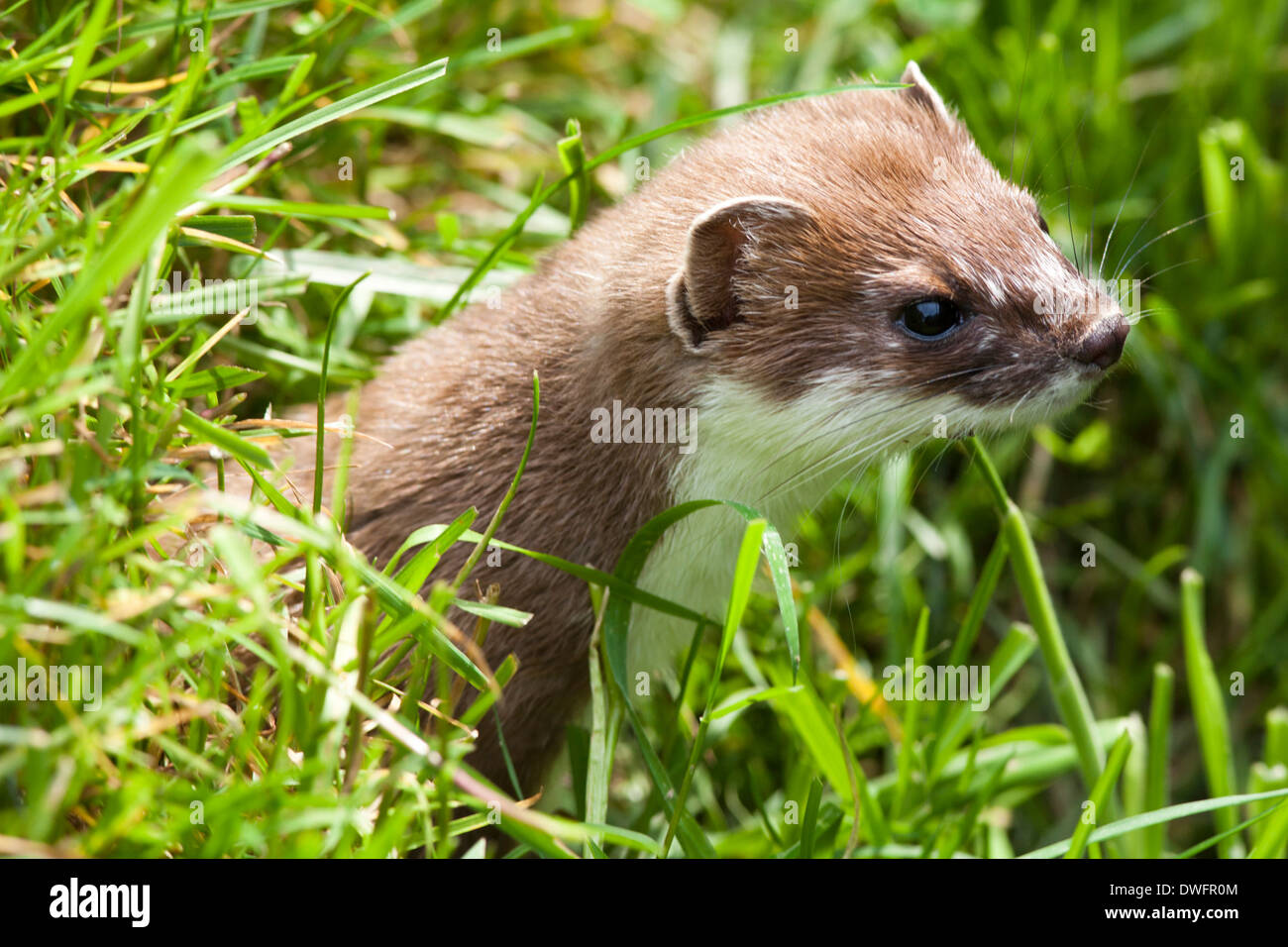 Stoat portrait hi-res stock photography and images - Alamy