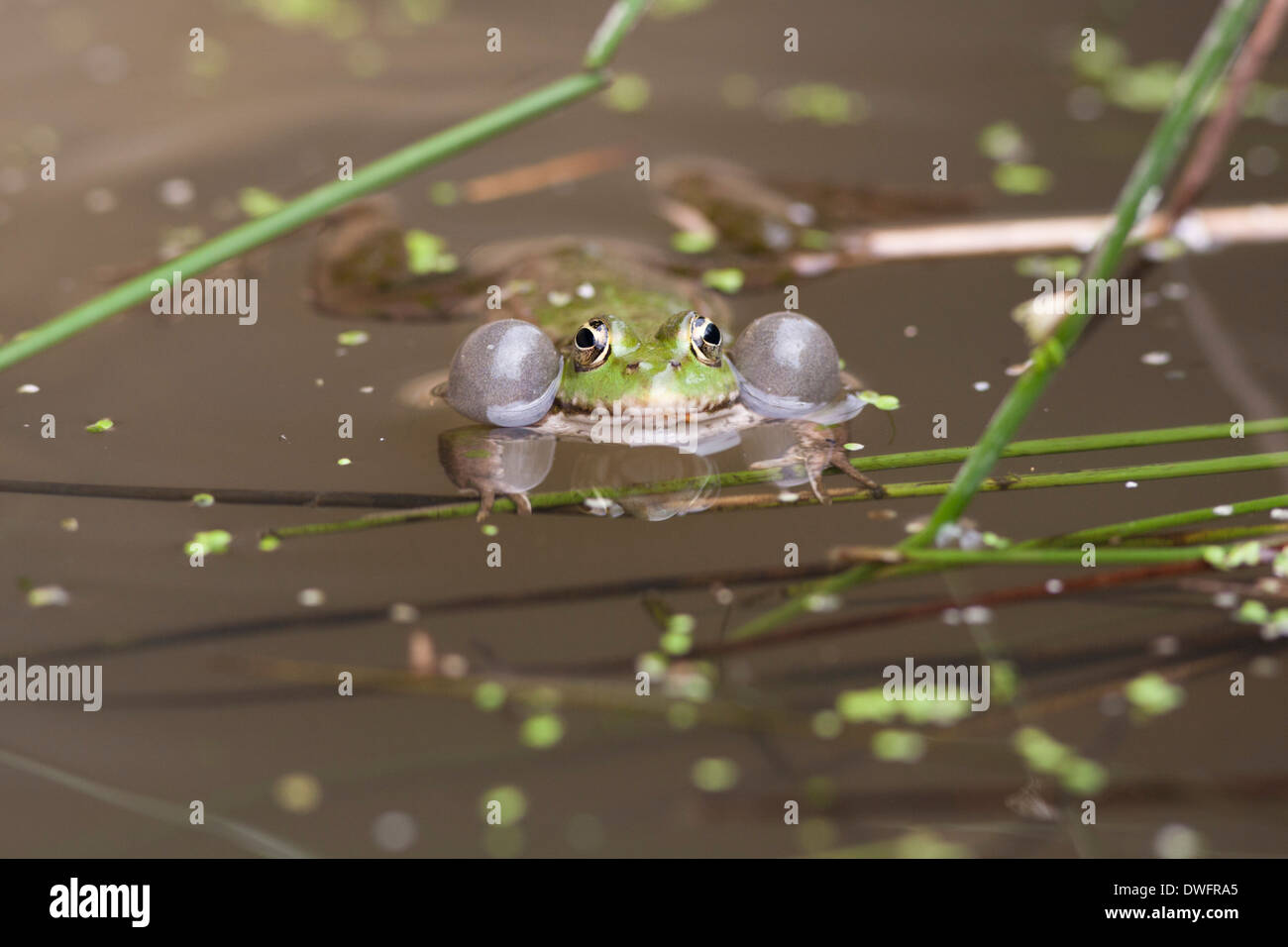 British frogs hi-res stock photography and images - Alamy