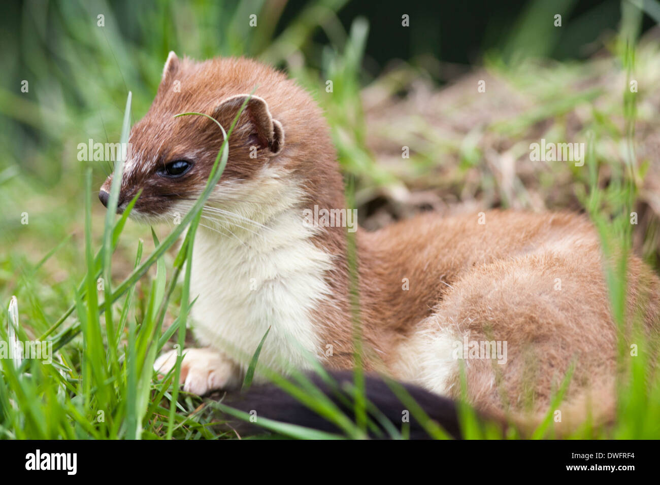 Stoat (mustela erminea) UK Stock Photo - Alamy