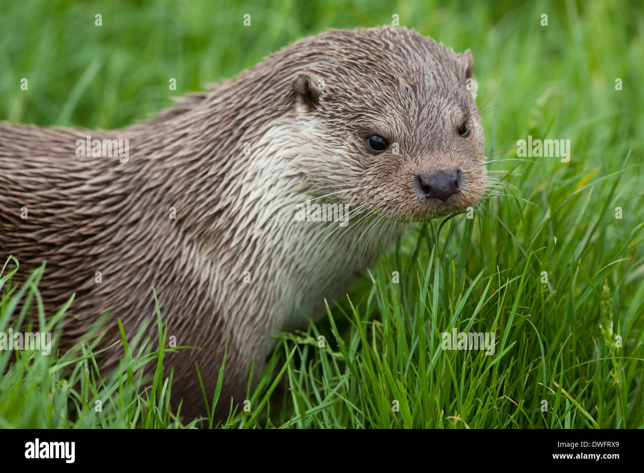Lutra lutra hi-res stock photography and images - Alamy