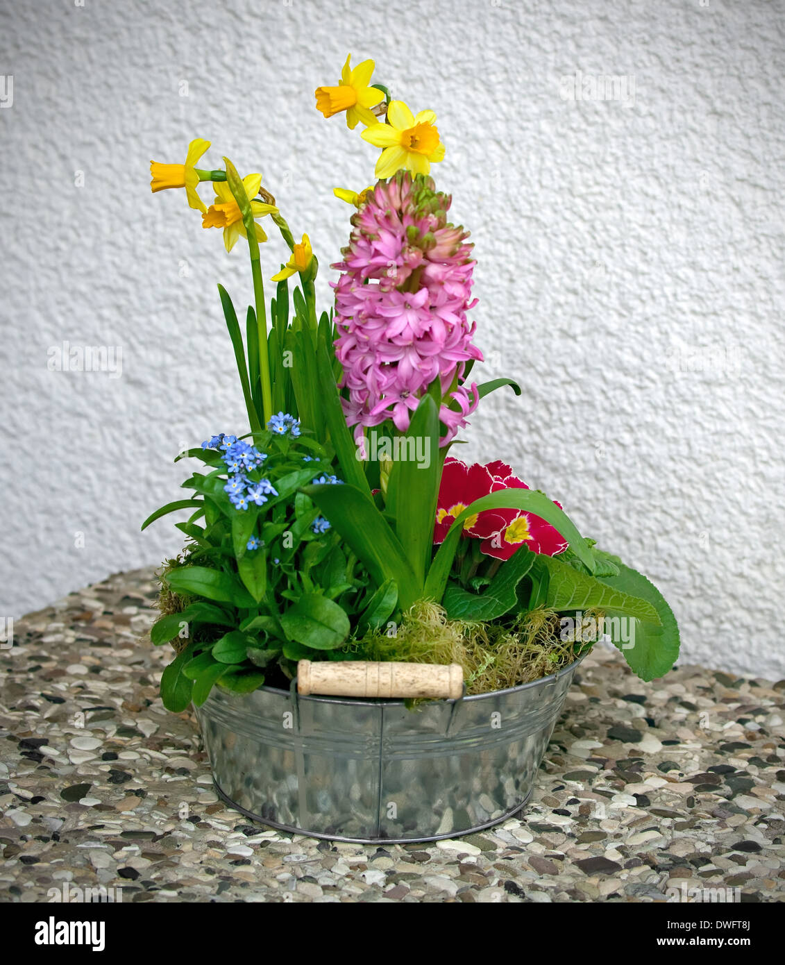 colorful spring flowers in a pot Stock Photo - Alamy