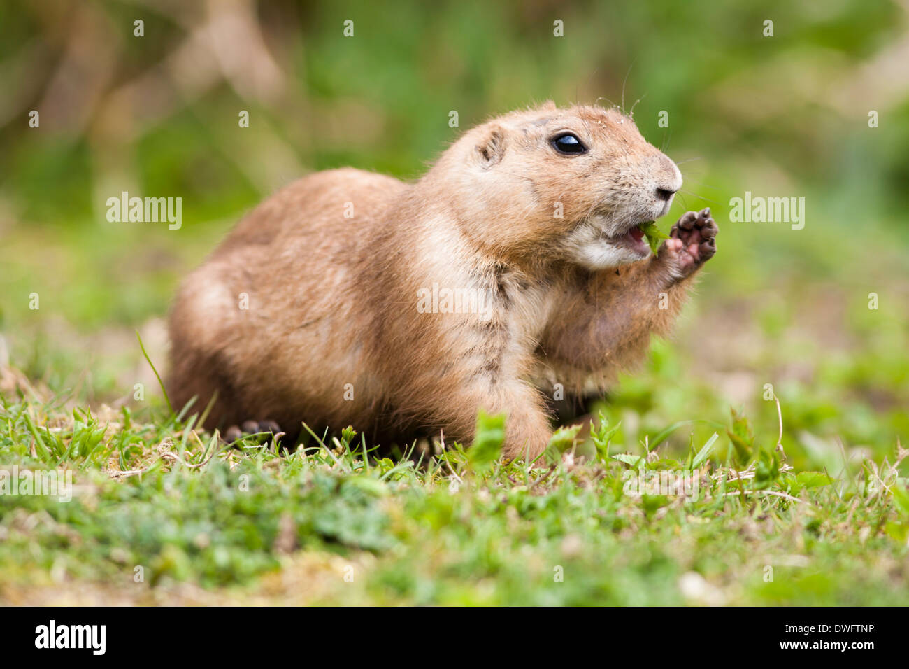 American grasslands prairie dog hi-res stock photography and images - Alamy