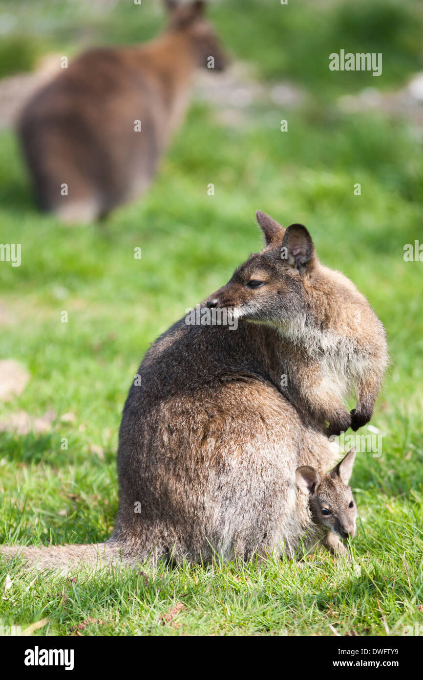 Eastern grey kangaroos grazing hi-res stock photography and images - Alamy