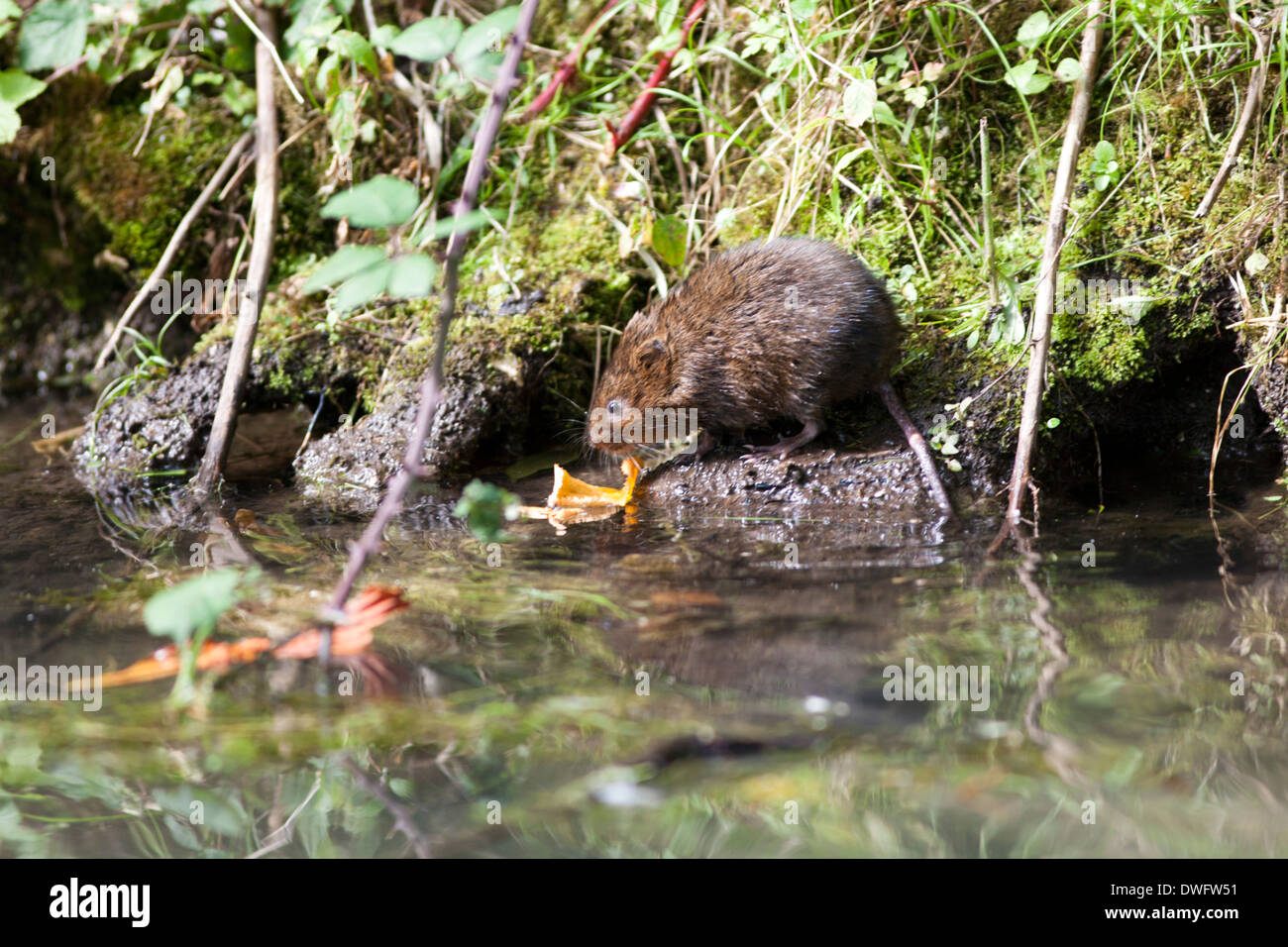 European Water Vole in the UK Stock Photo - Alamy