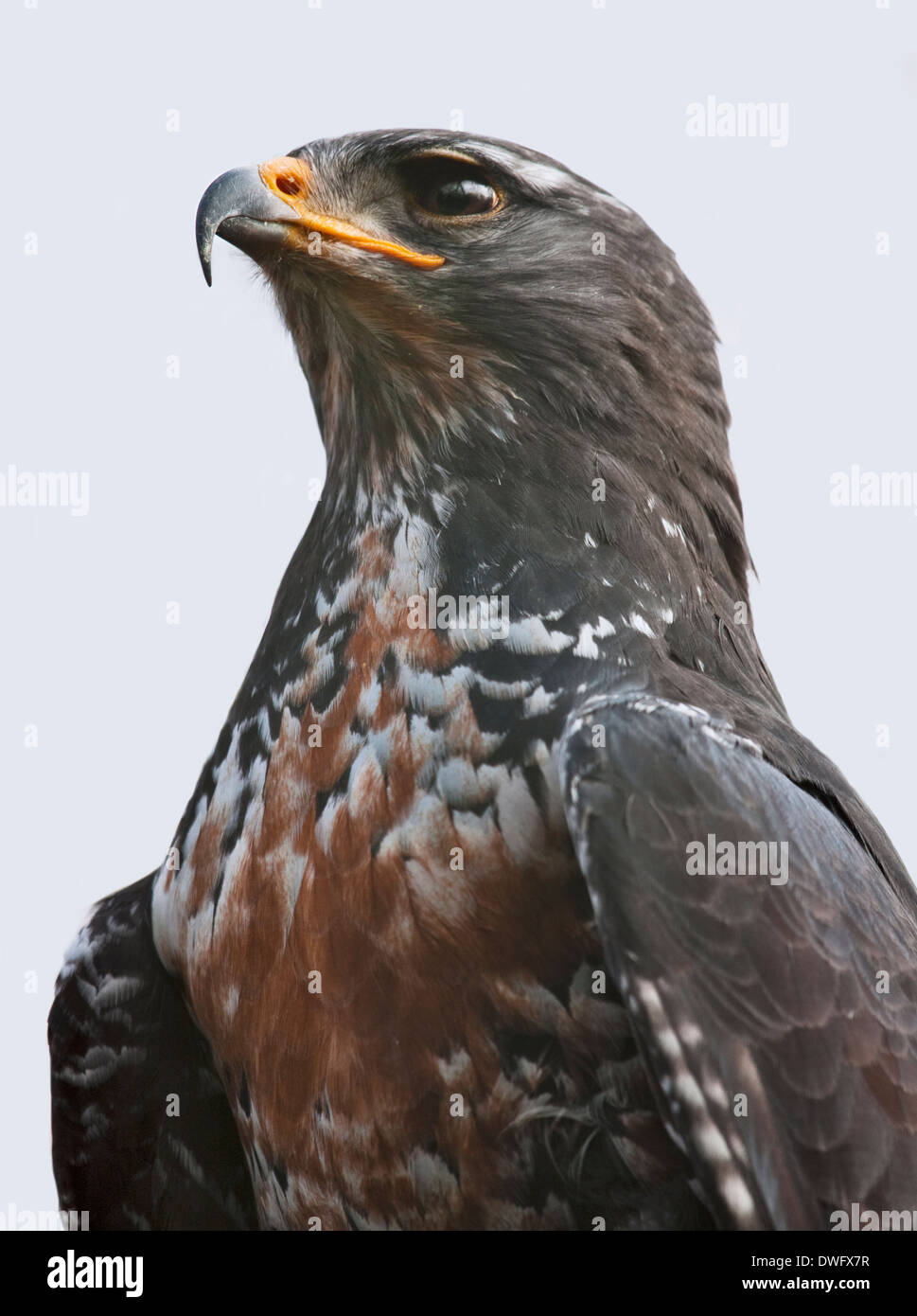 Jackal buzzard hi-res stock photography and images - Alamy