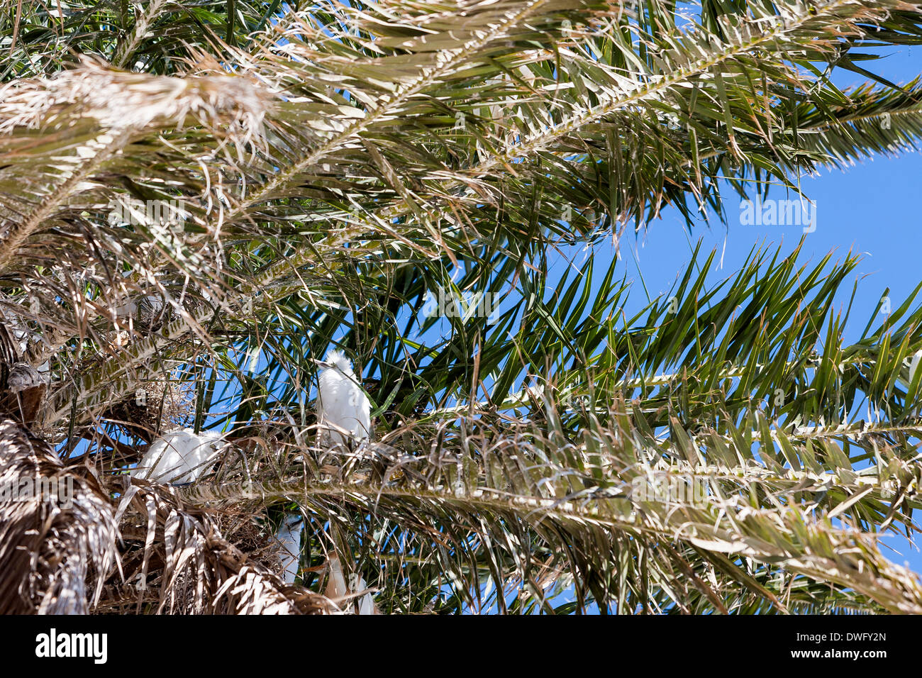 Egretta garzetta young egret bird Seabird perching in nesting trees ...