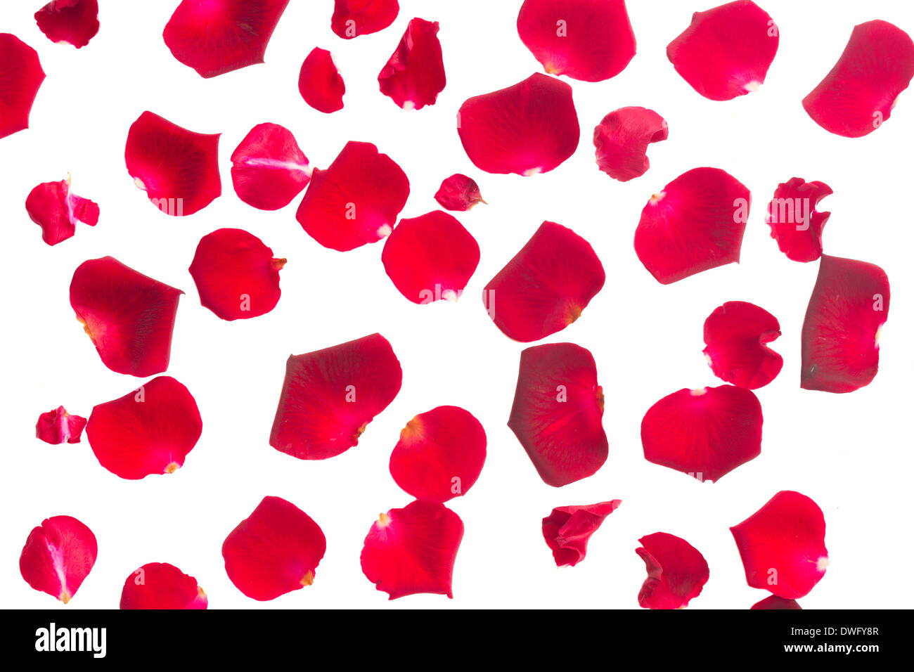 Rose Petal Confetti Stock Photos & Rose Petal Confetti Stock Images - Alamy