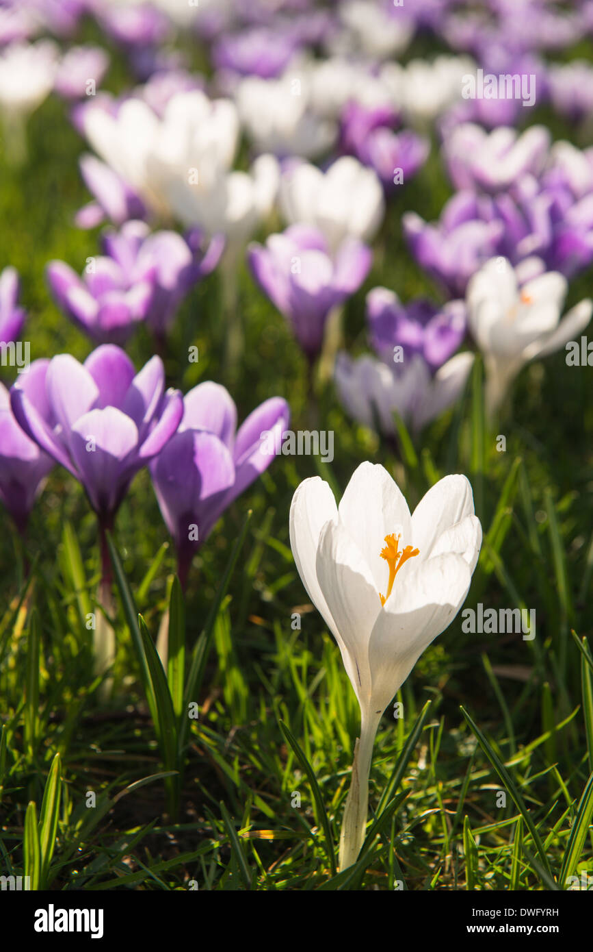 Crocuses (croci) in late afternoon sunlight. Spring, Royal Botanic ...