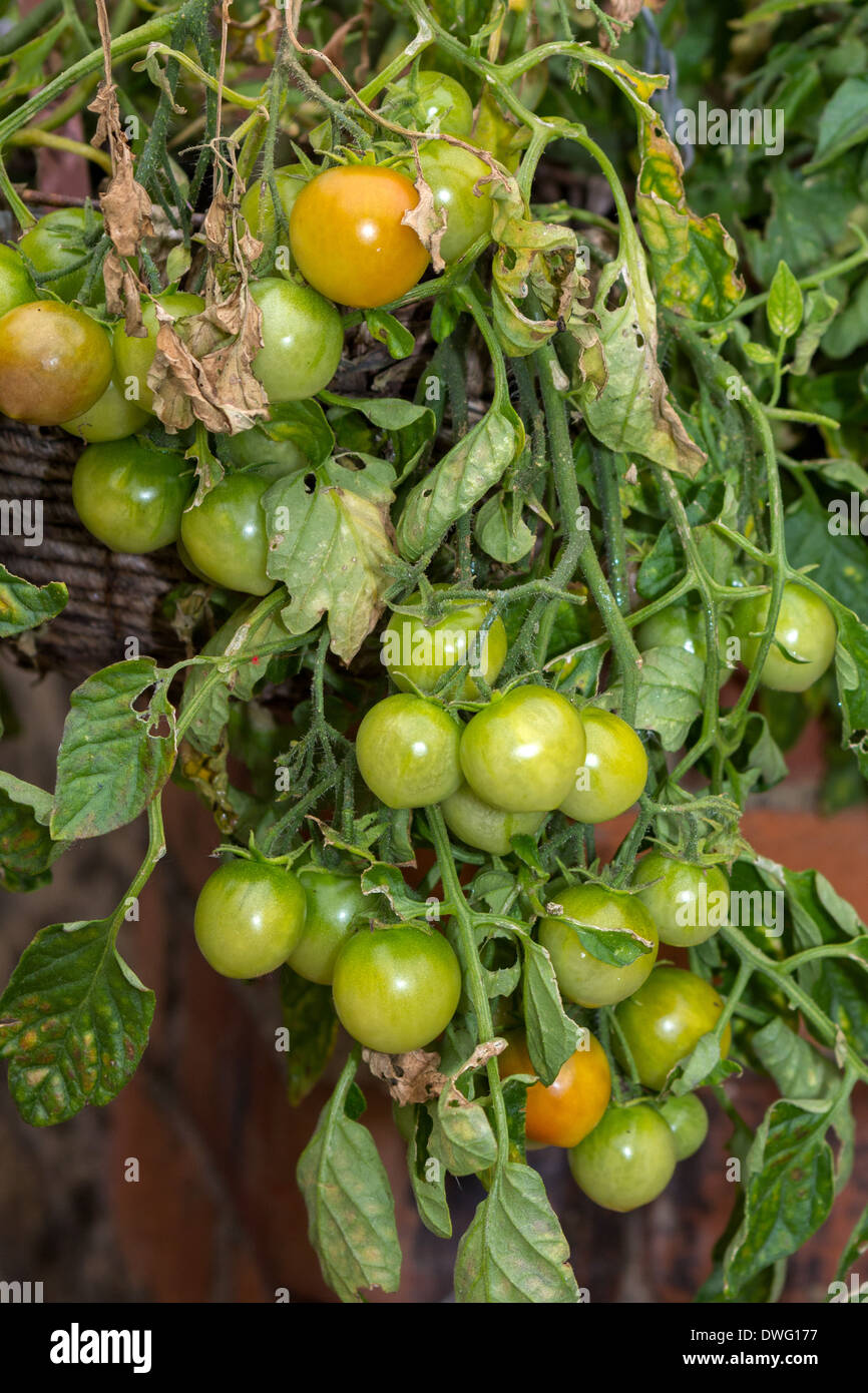 Maturing tomatoes hi-res stock photography and images - Alamy