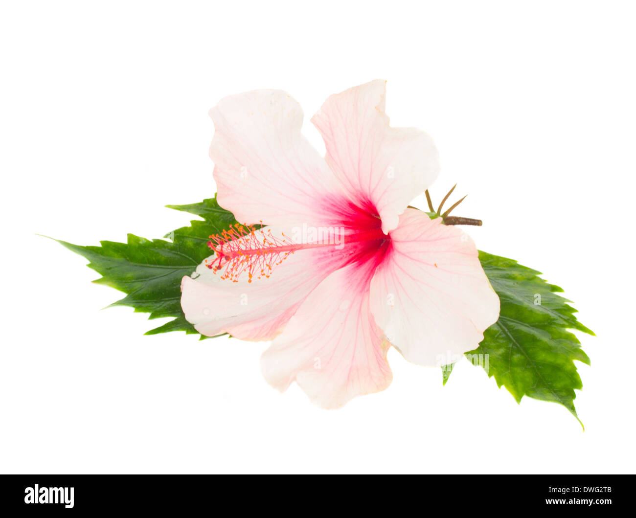 single pink hibiscus flower with leaves Stock Photo - Alamy