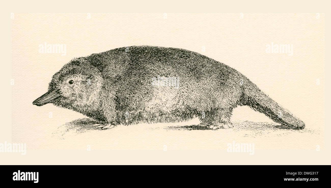 Australian Duck-billed platypus. Ornithorhynchus anatinus Stock Photo ...