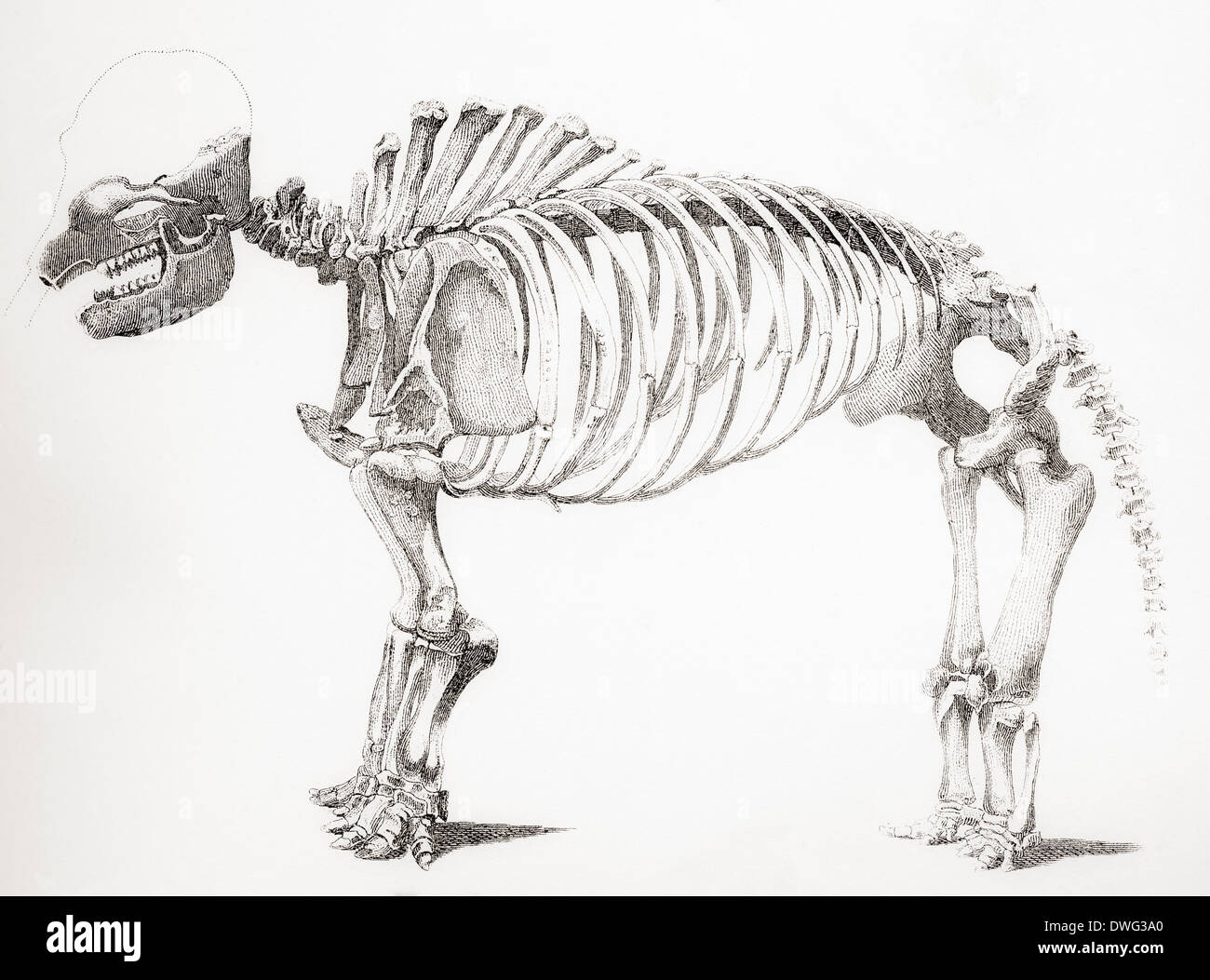 Mastodon hi-res stock photography and images - Alamy