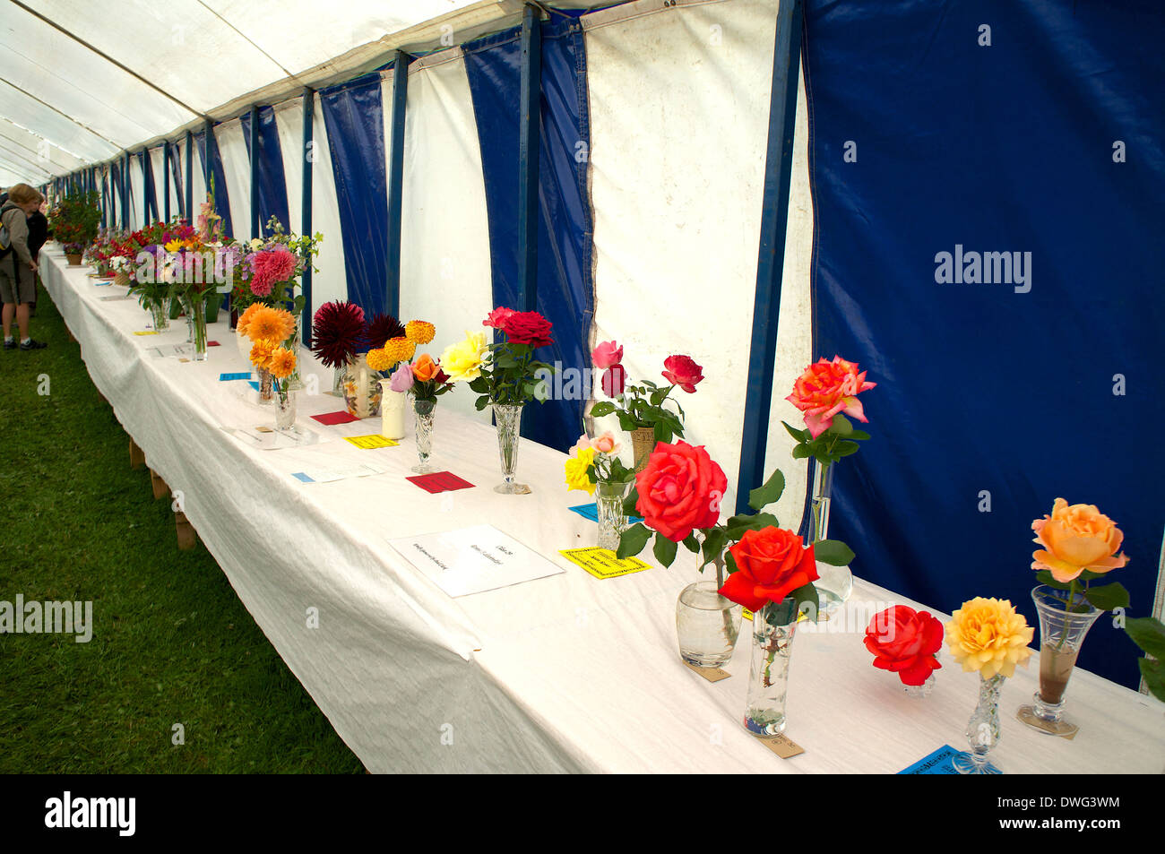 Blooms competition hi-res stock photography and images - Alamy